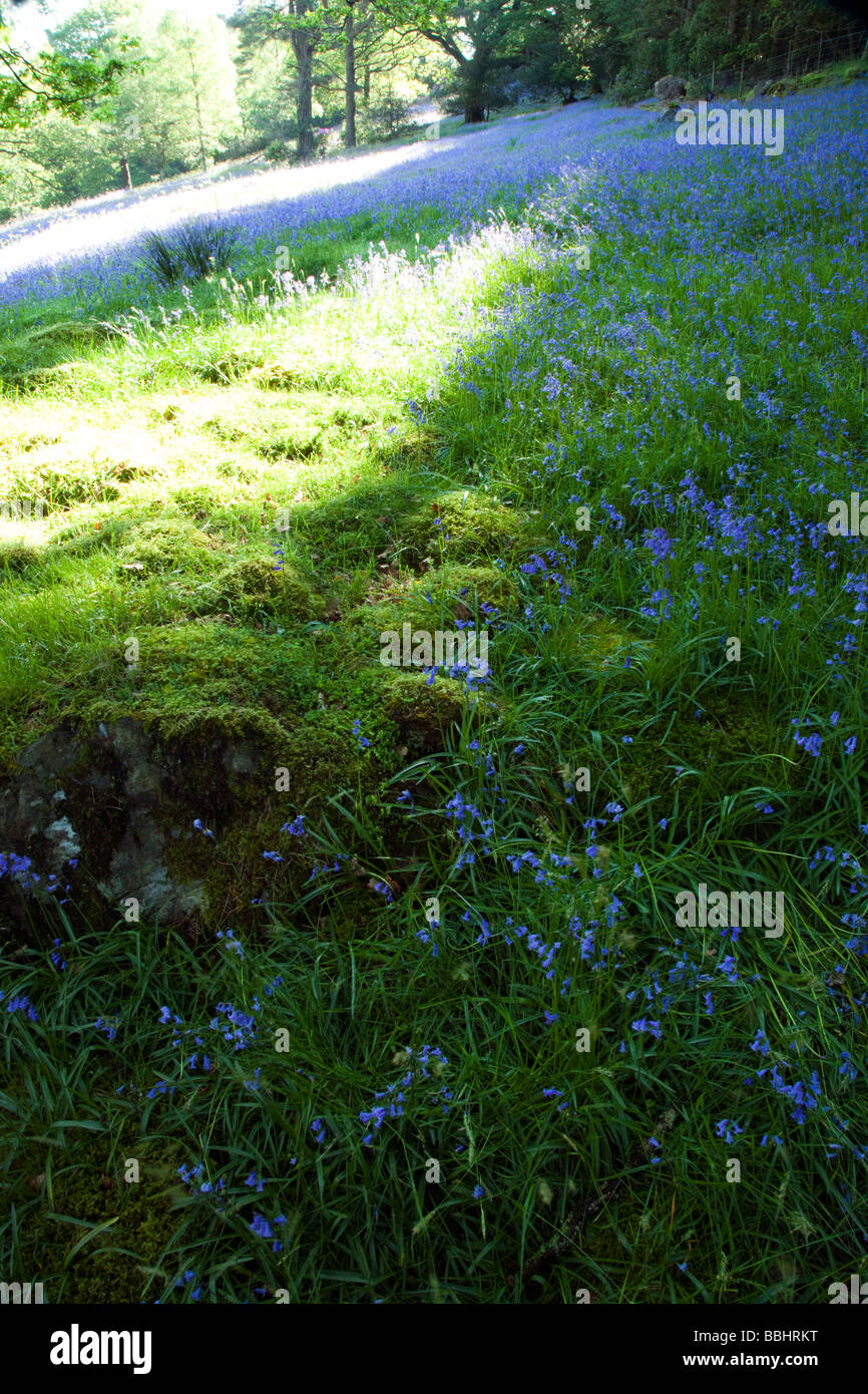 Flowers in snowdonia national park hi-res stock photography and images ...