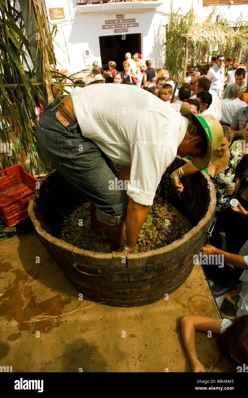 man stepping in grape in vintage making wine Stock Photo - Alamy