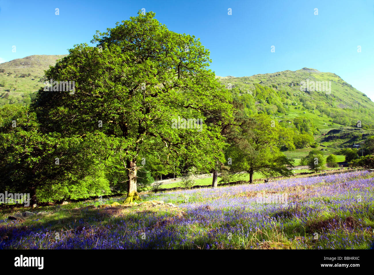 Flowers in snowdonia national park hi-res stock photography and images ...