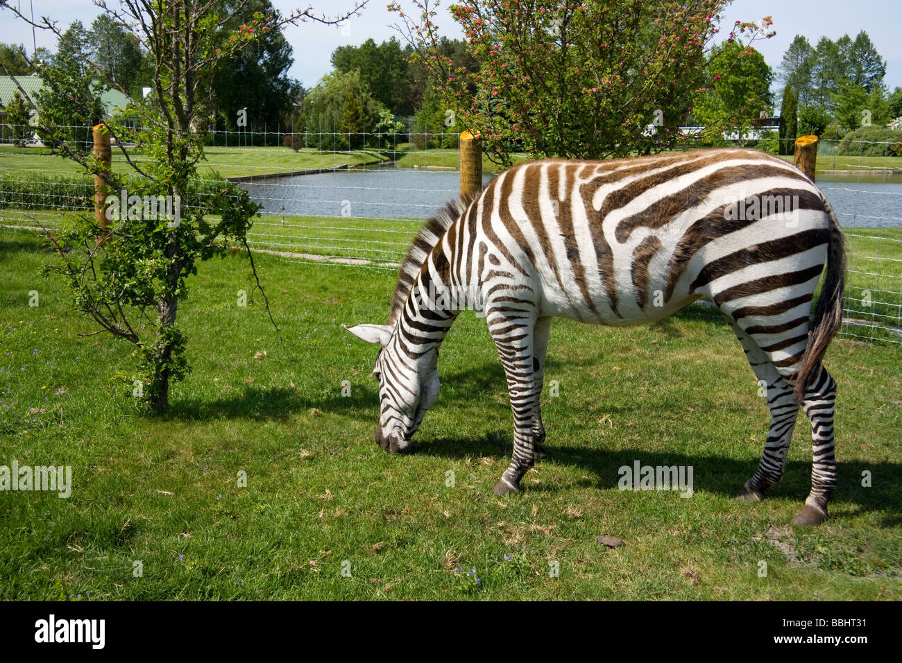 zebra in a zoo Stock Photo - Alamy