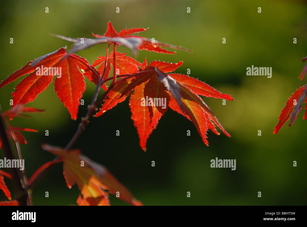 Acer Palmatum, Maple, red maple tree Stock Photo - Alamy