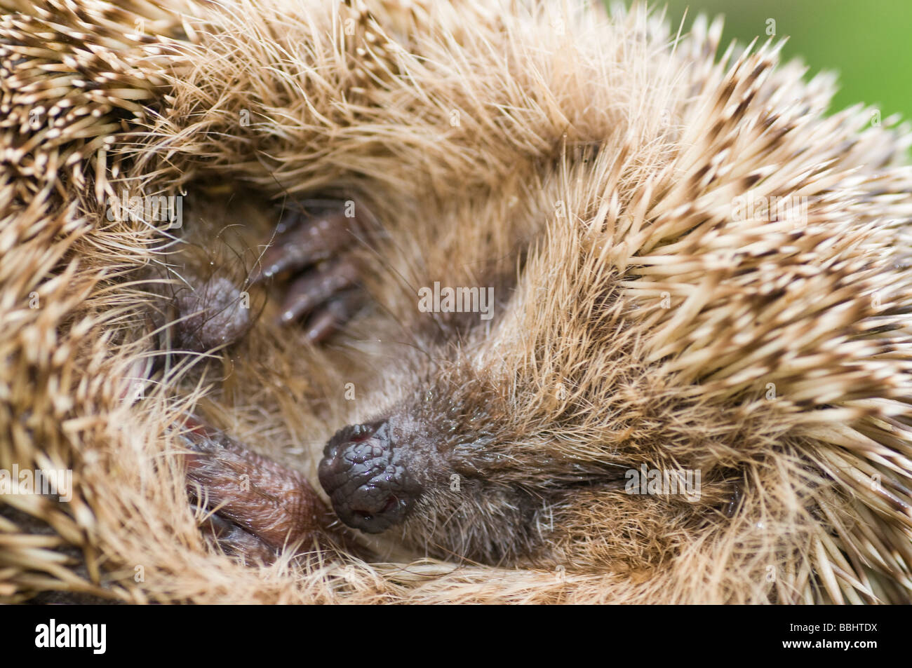 Rolled up Hedgehog Erinaceus europaeus Stock Photo - Alamy