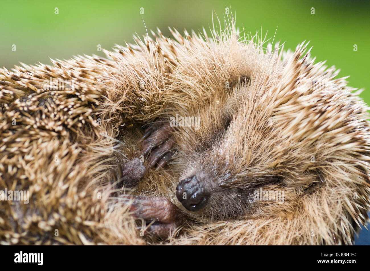 Rolled up Hedgehog Erinaceus europaeus Stock Photo - Alamy