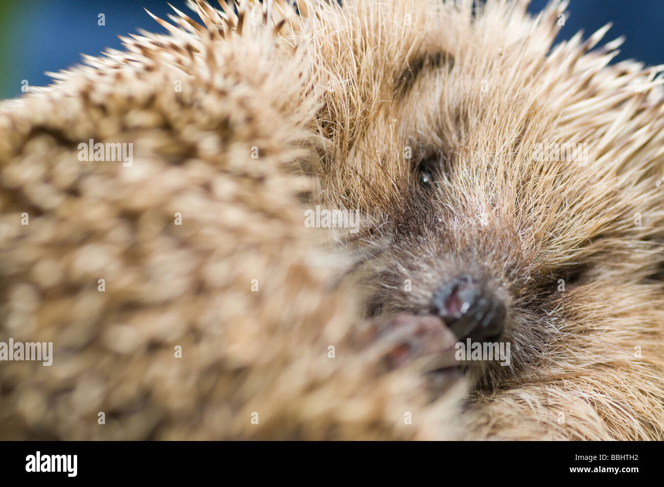 Rolled up hedgehog hi-res stock photography and images - Alamy