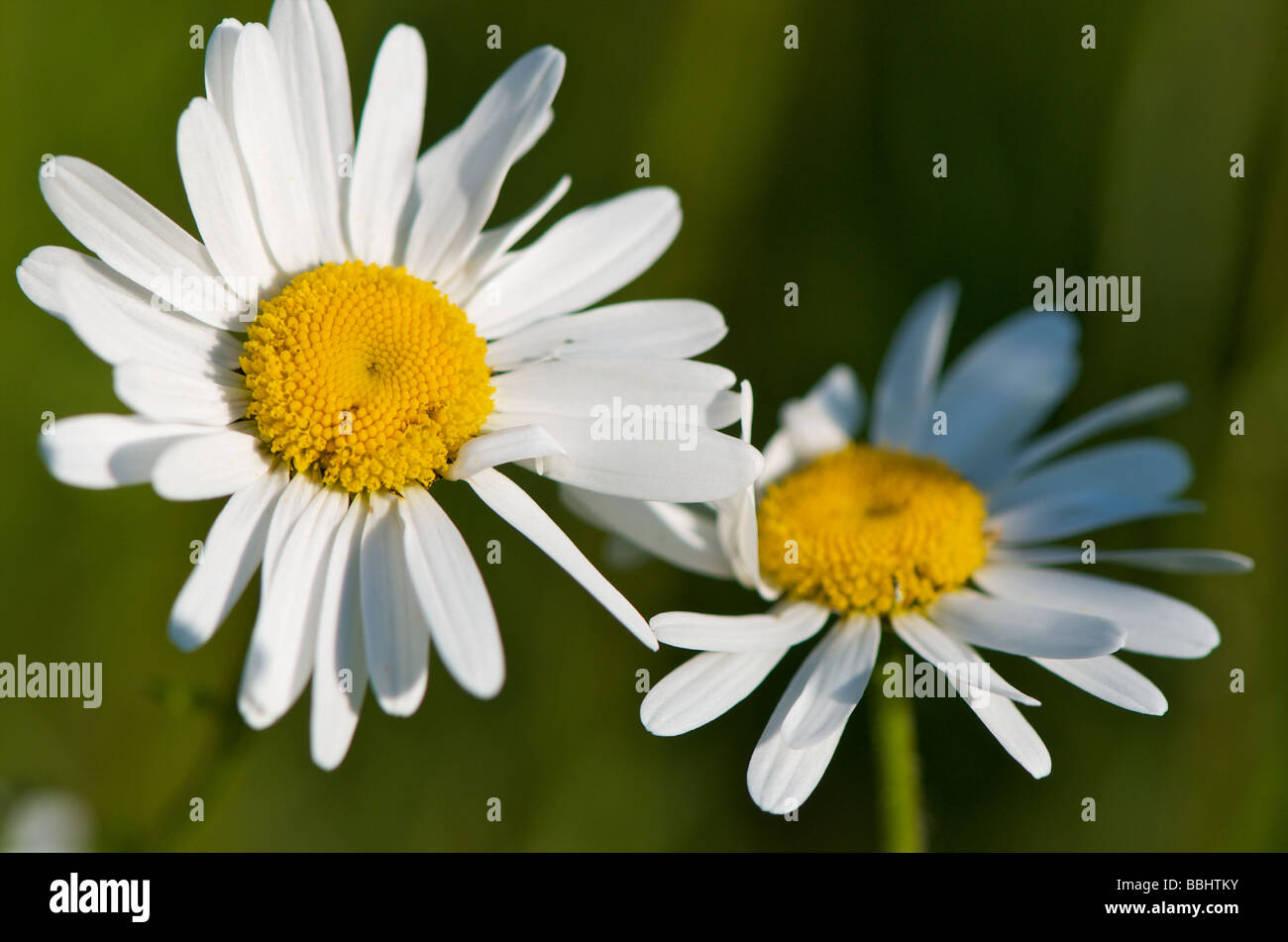A pair of wild daisy flowers growing in the countryside Stock Photo - Alamy