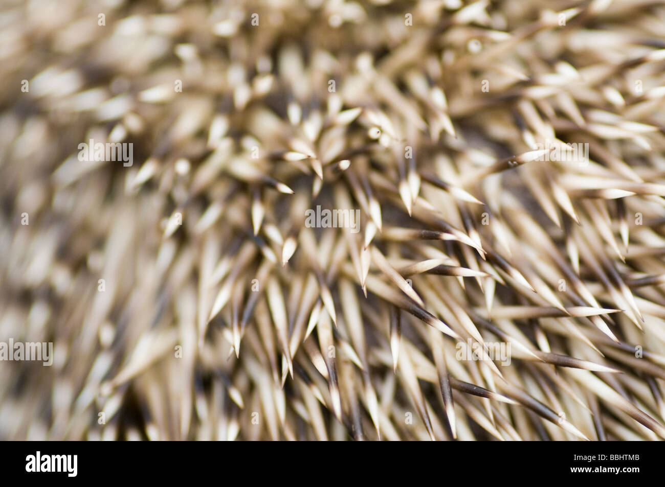 Close up of hedgehog spines Erinaceus europaeus Stock Photo - Alamy