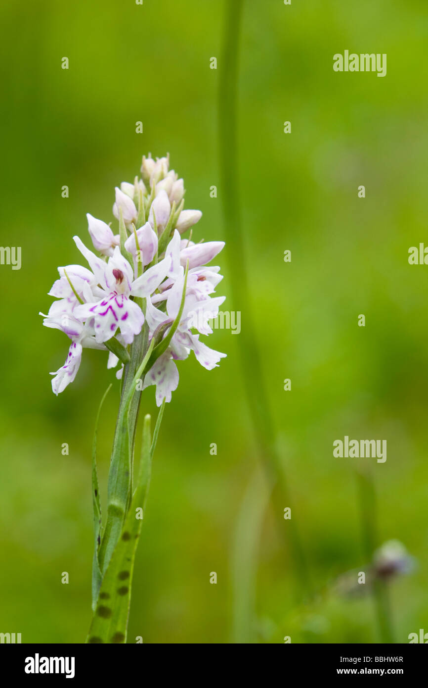 Fuchii hi-res stock photography and images - Alamy