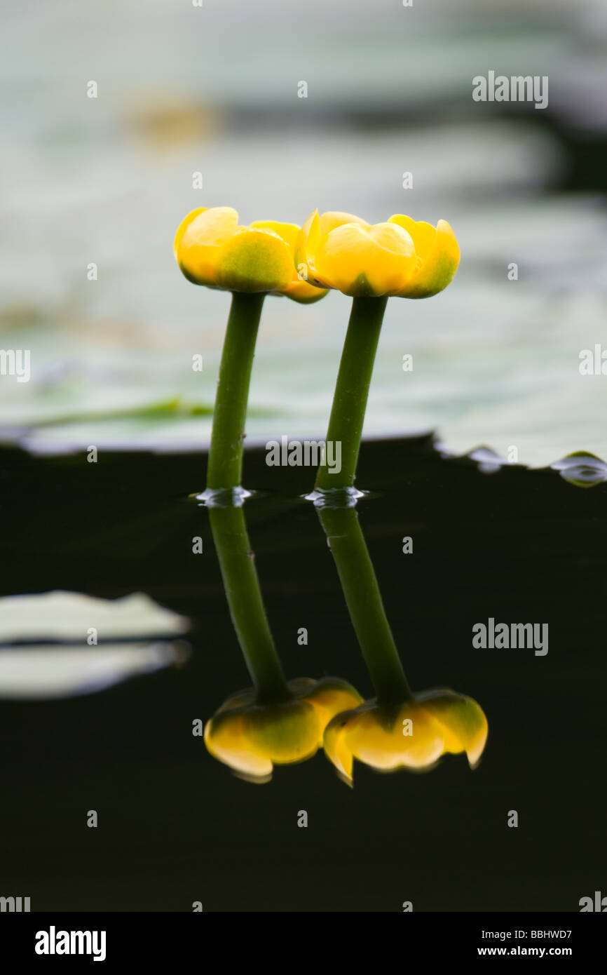 Yellow water lily nuphar lutea hi-res stock photography and images - Alamy