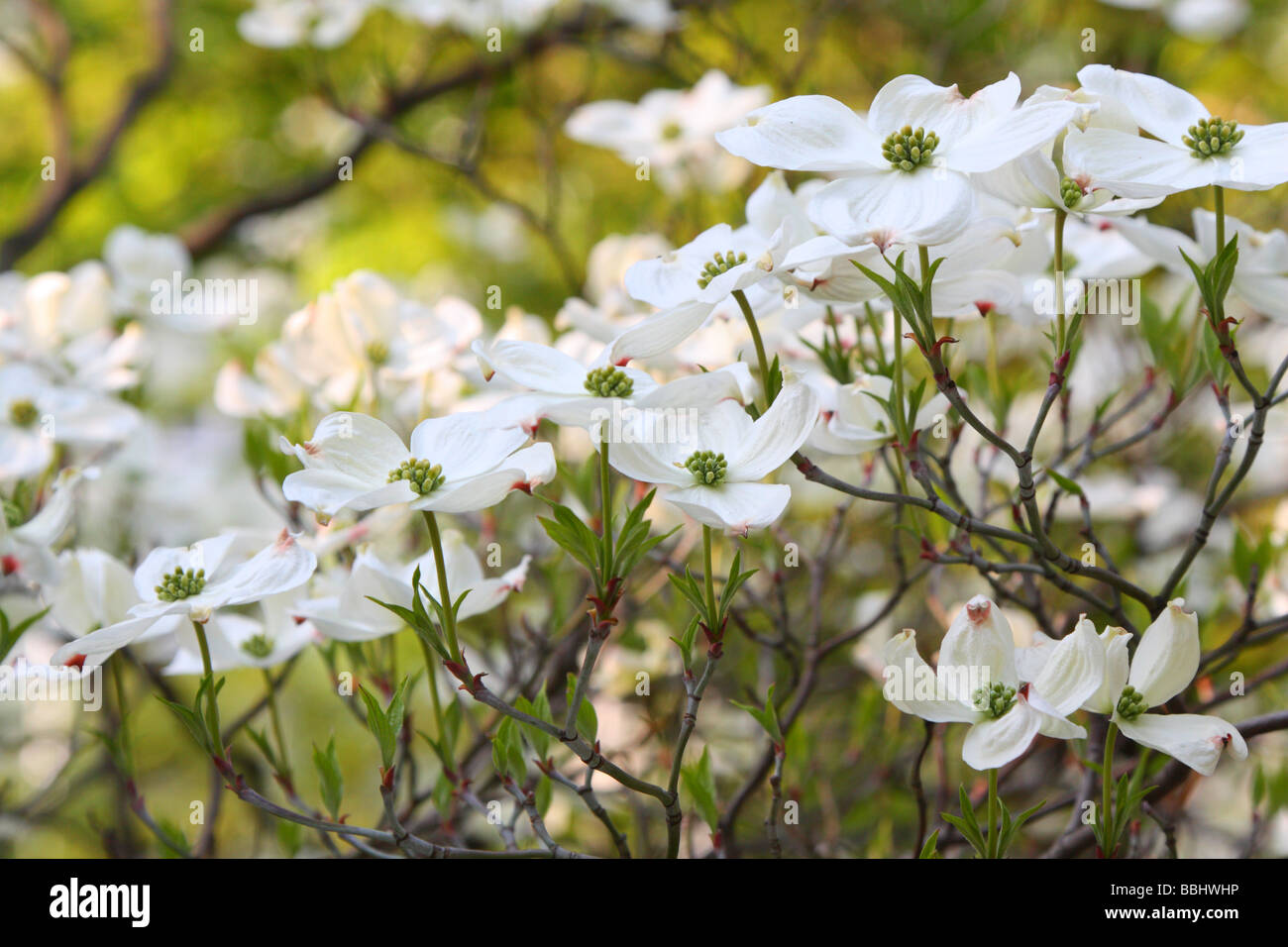 White dogwood flowers blooming Cornus florida Stock Photo - Alamy