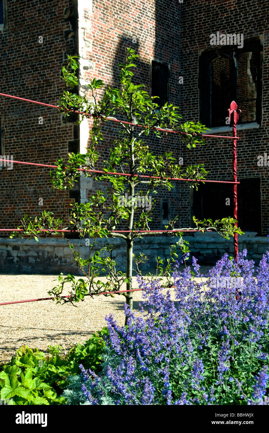 Espalier hi-res stock photography and images - Alamy