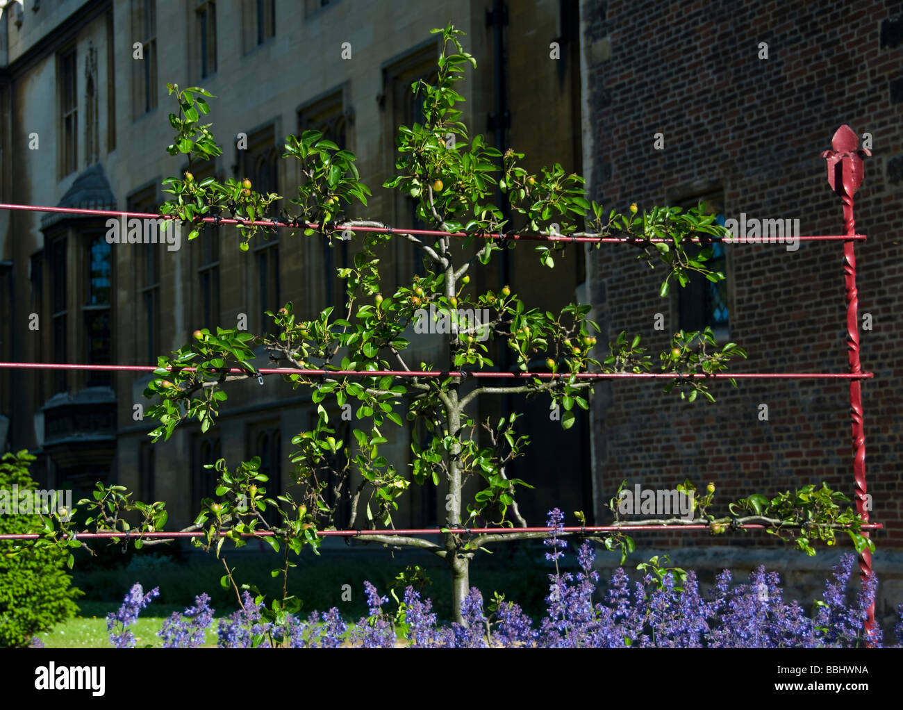 Espalier hi-res stock photography and images - Alamy