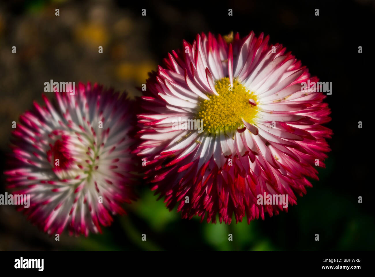 Big daisy hi-res stock photography and images - Alamy