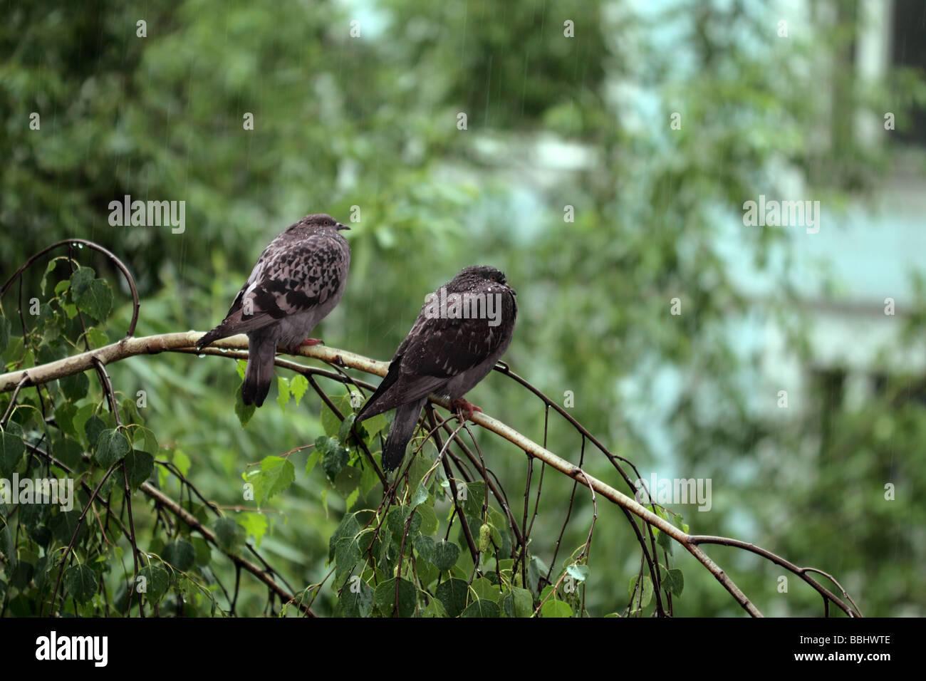 Symbols doves hi-res stock photography and images - Alamy Symbols doves hi-res stock photography and images - Alamy