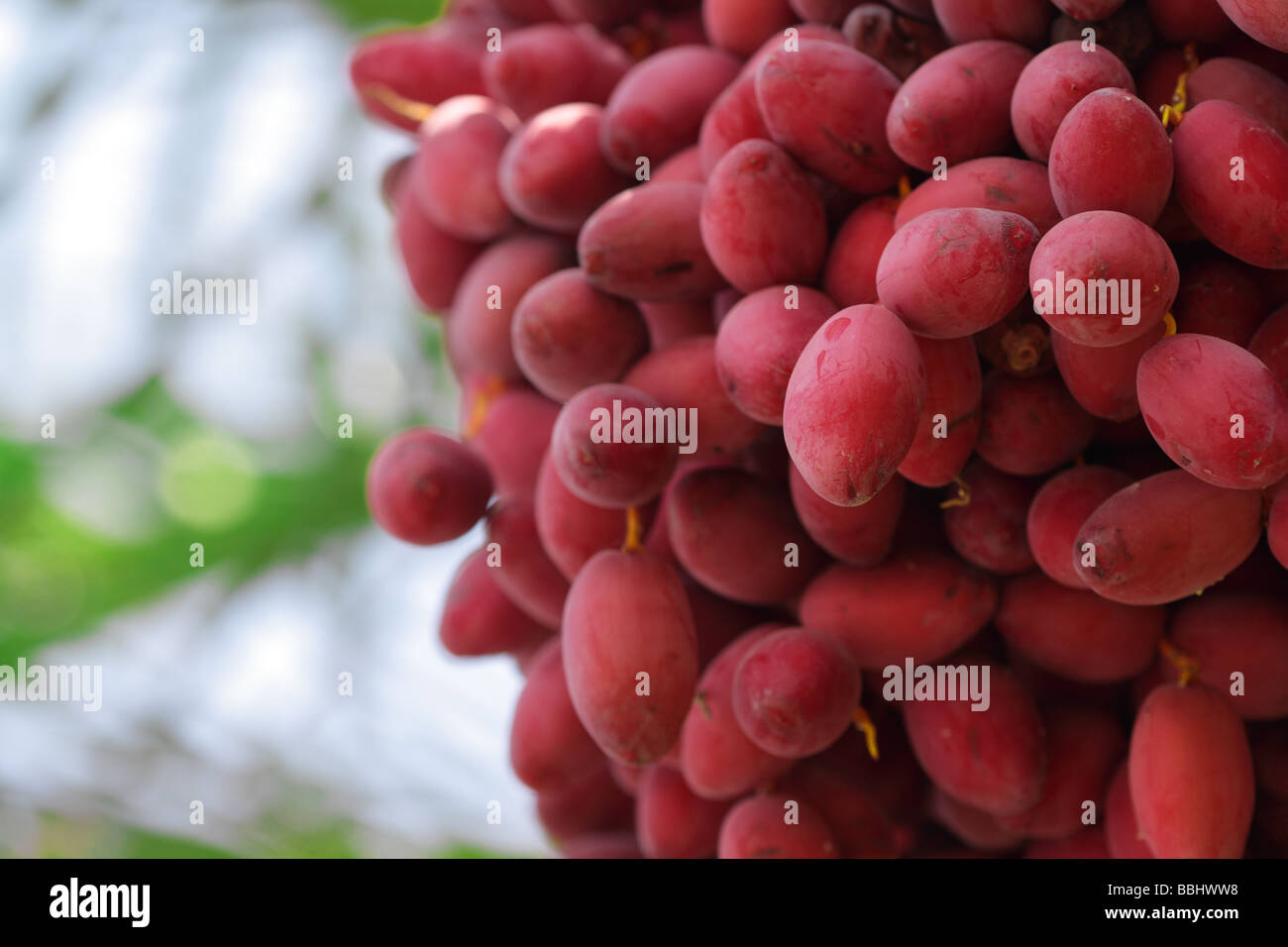 Sweet date fruits Stock Photo - Alamy