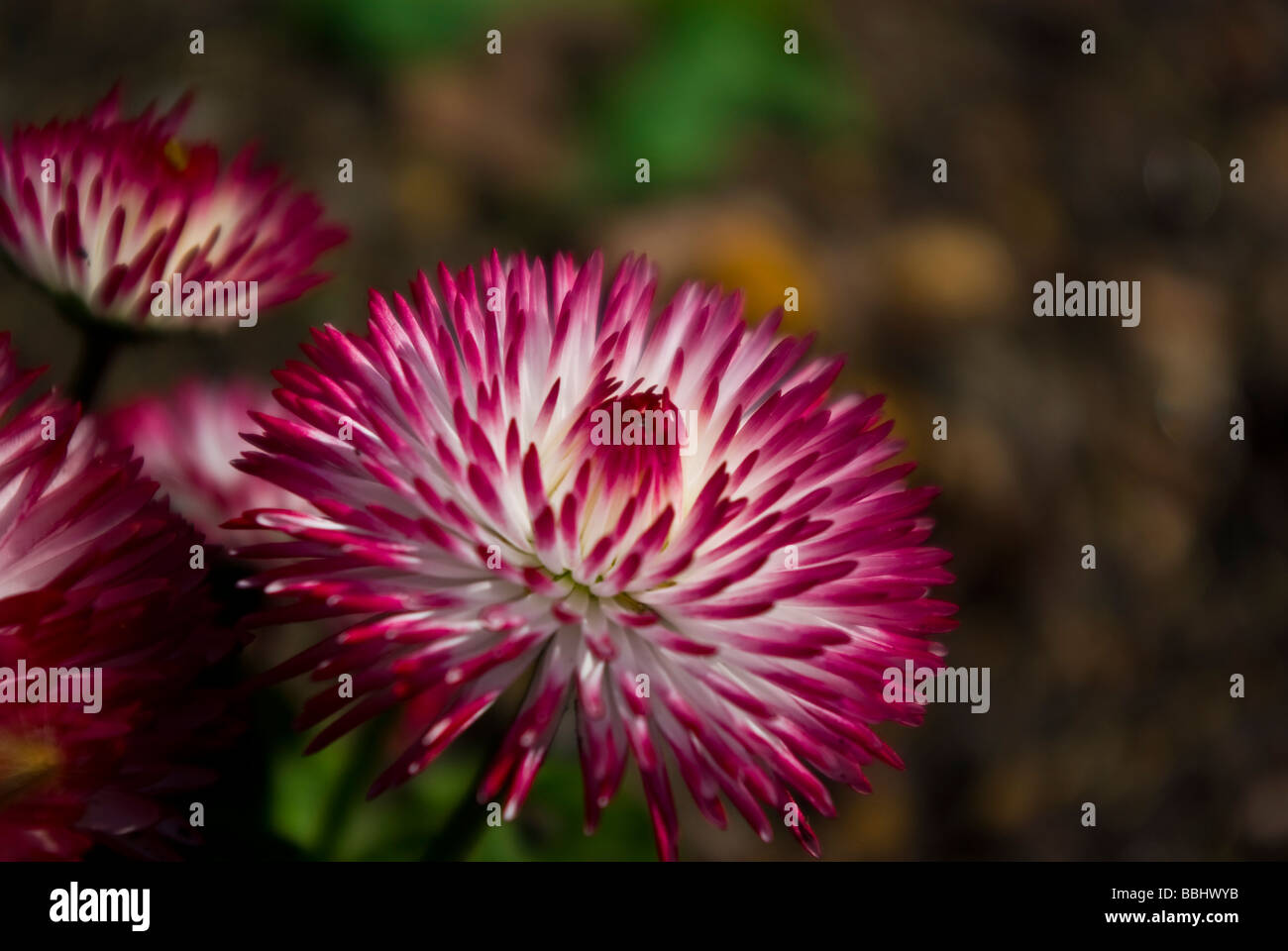 Big daisy hi-res stock photography and images - Alamy