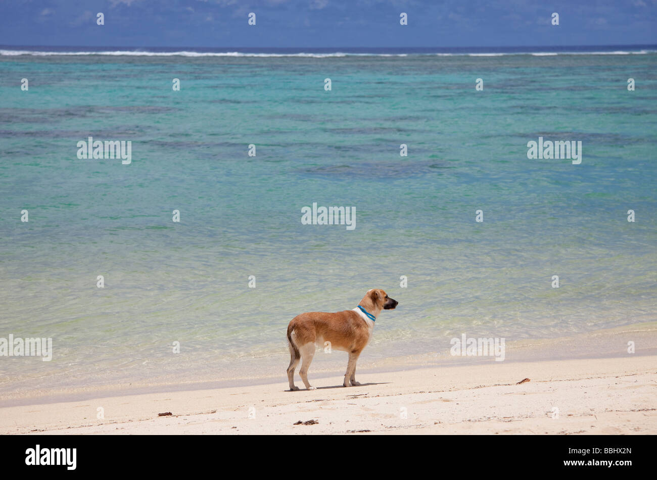 Dog on Tropical Beach Rarotonga Cook Islands Polynesia Stock Photo - Alamy