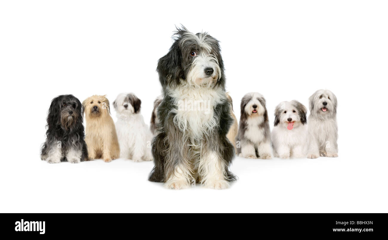 dogs in front of white background Stock Photo - Alamy