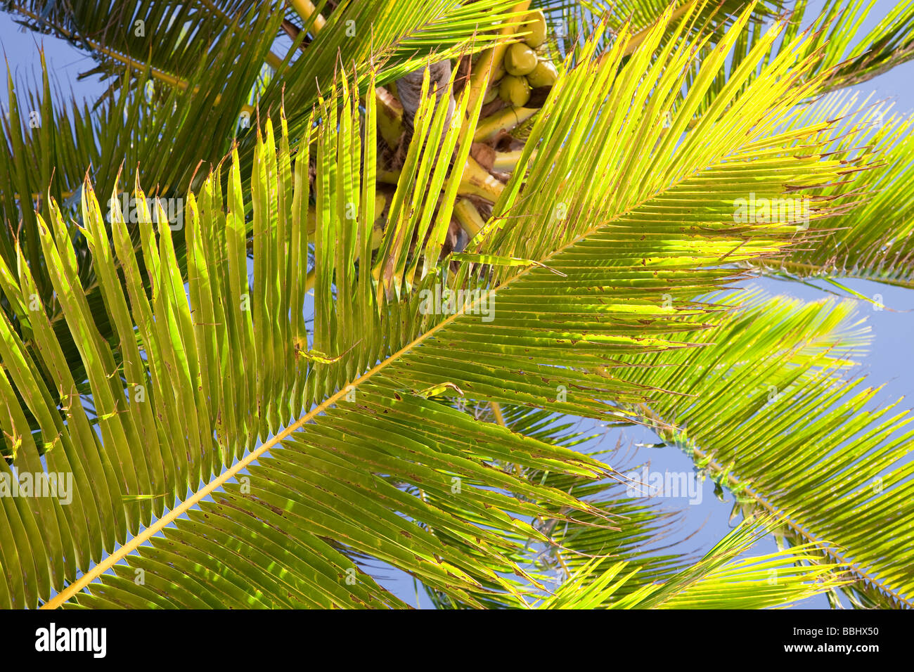 Tropical fruit rarotonga cook islands hi-res stock photography and ...