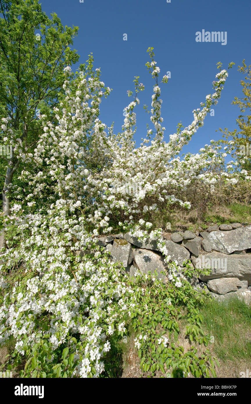 Blooming bird cherry hi-res stock photography and images - Alamy