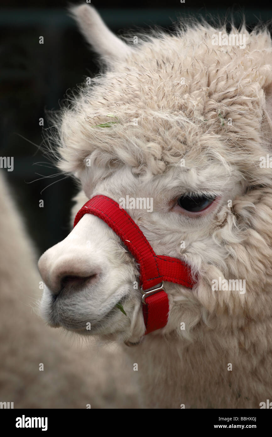 Profile llama animal head hi-res stock photography and images - Alamy