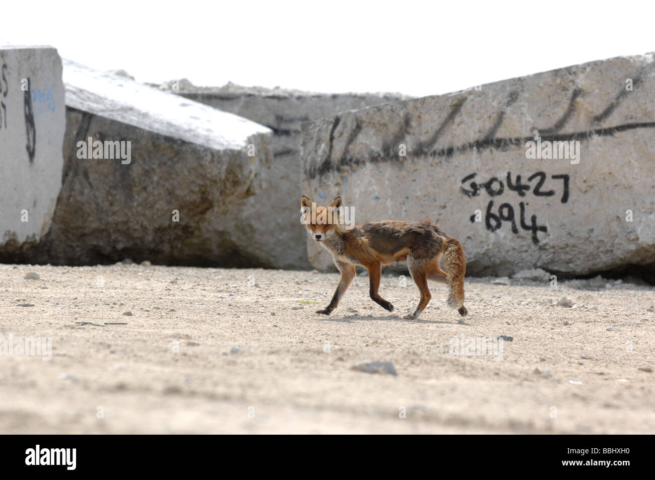 Scruffy fox hi-res stock photography and images - Alamy