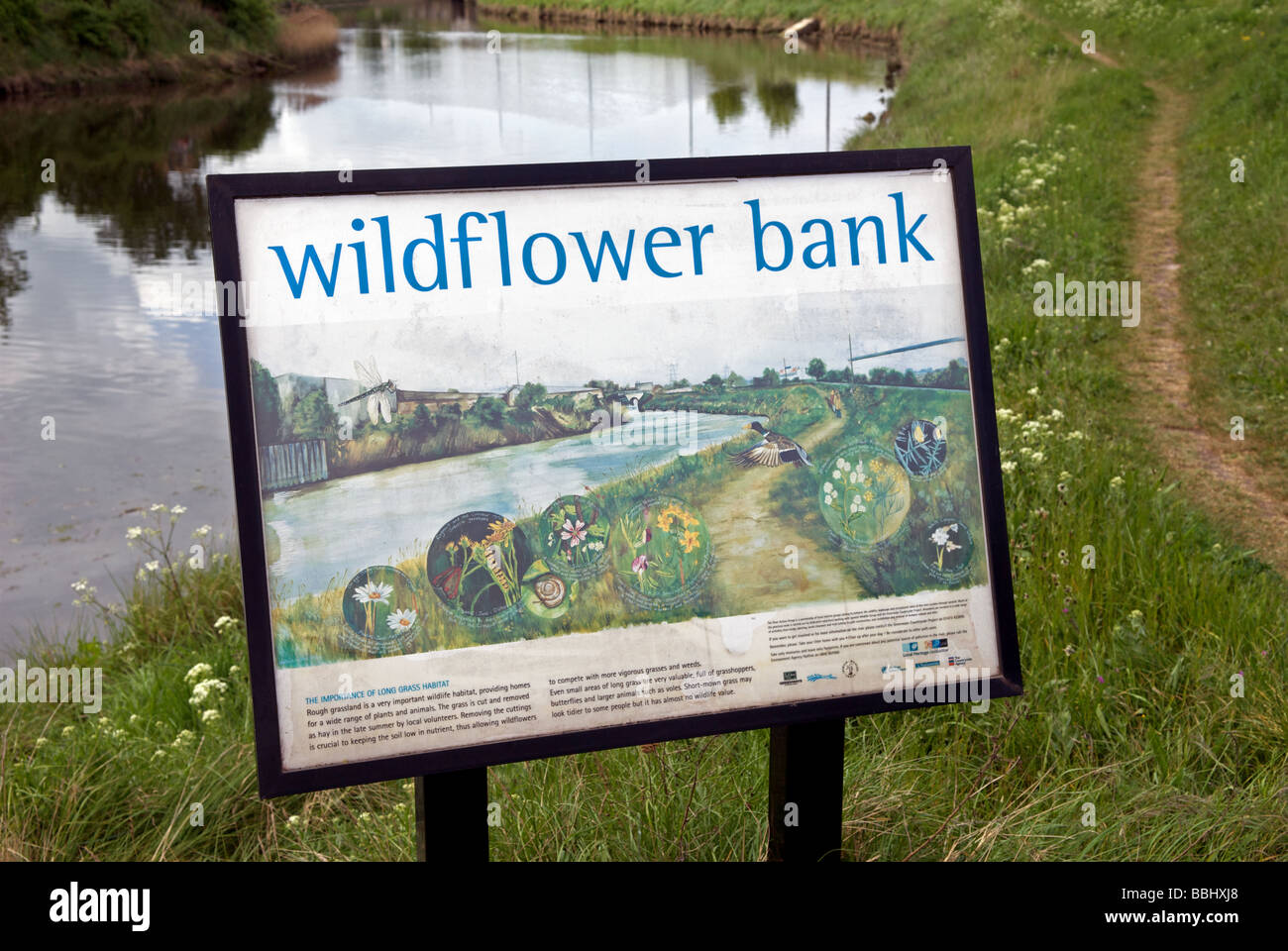 Riverbank planting hi-res stock photography and images - Alamy