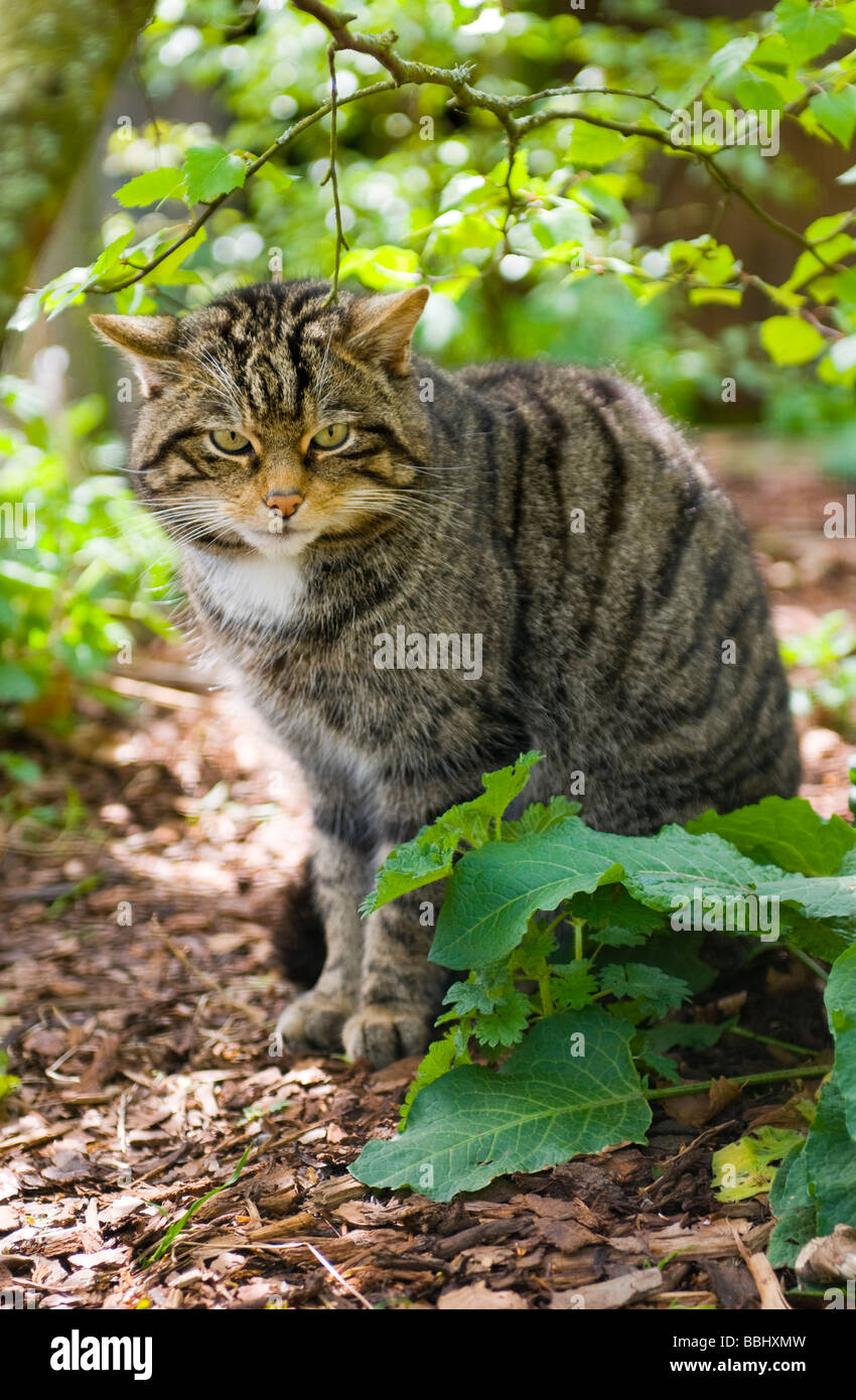 Rare wildcat hi-res stock photography and images - Alamy