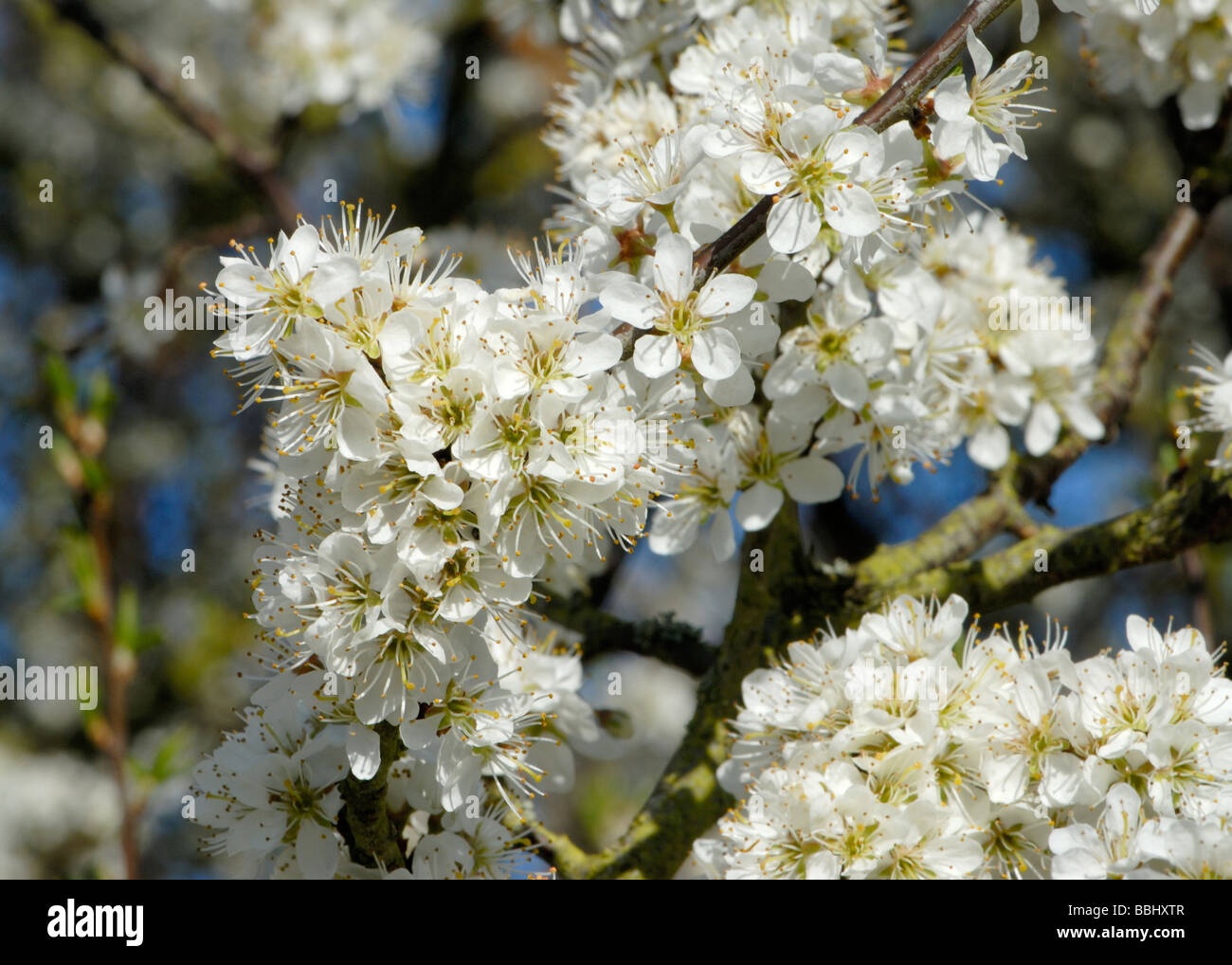 Blackthorn sloe prunus spinosa flowers hi-res stock photography and ...