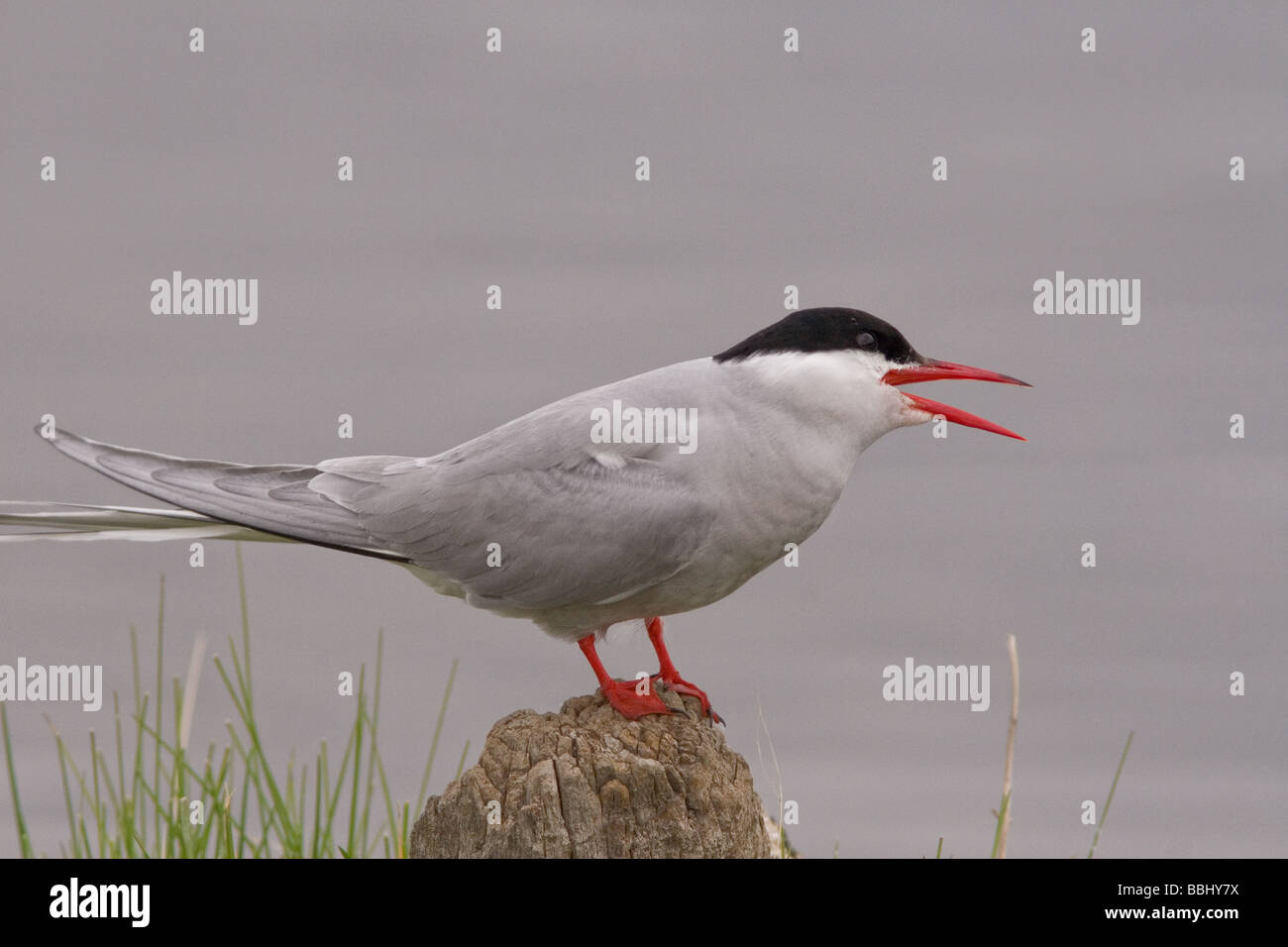 Arctic tern hi-res stock photography and images - Alamy
