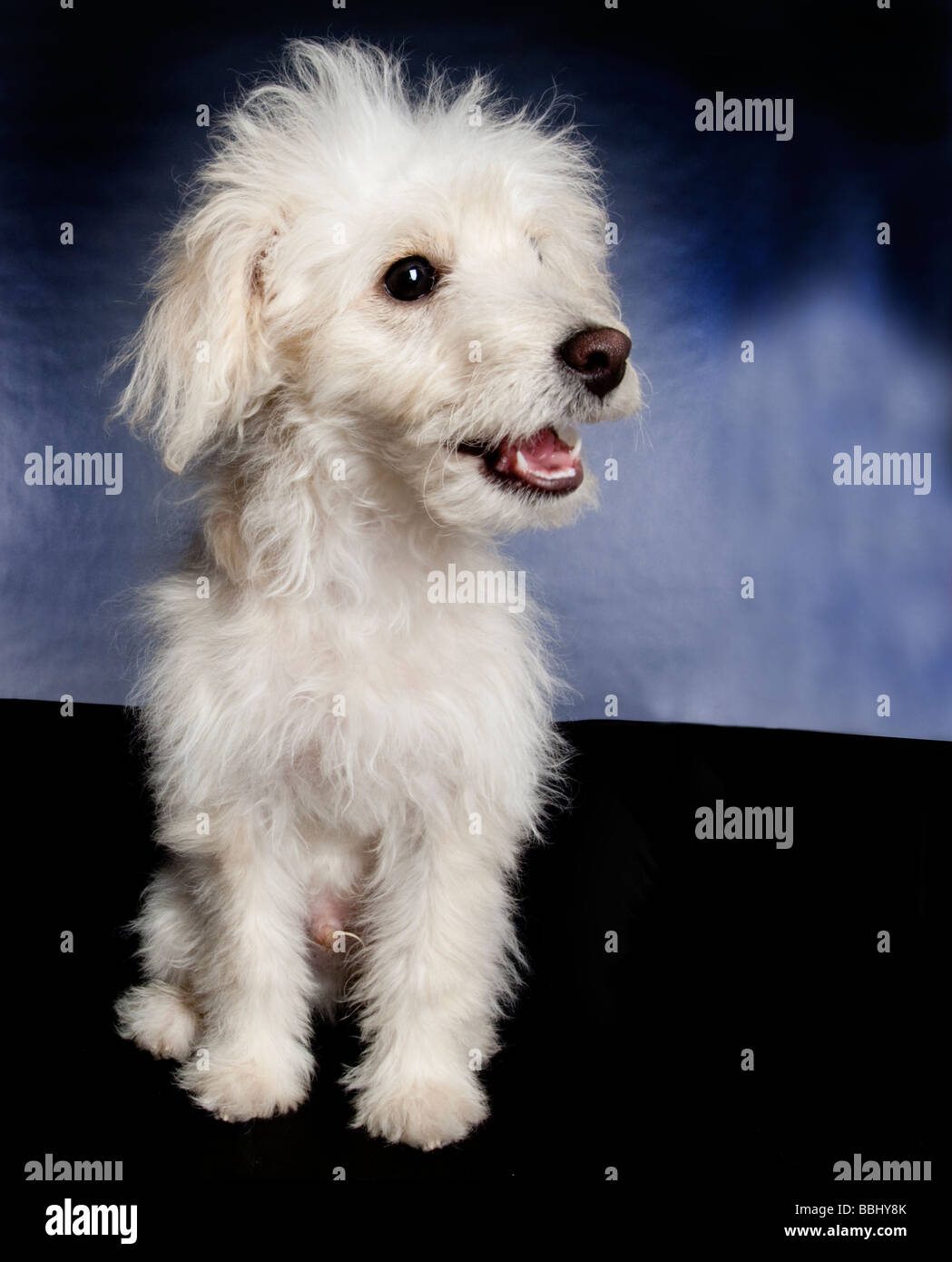 A miniature poodle photographed in the studio Stock Photo - Alamy