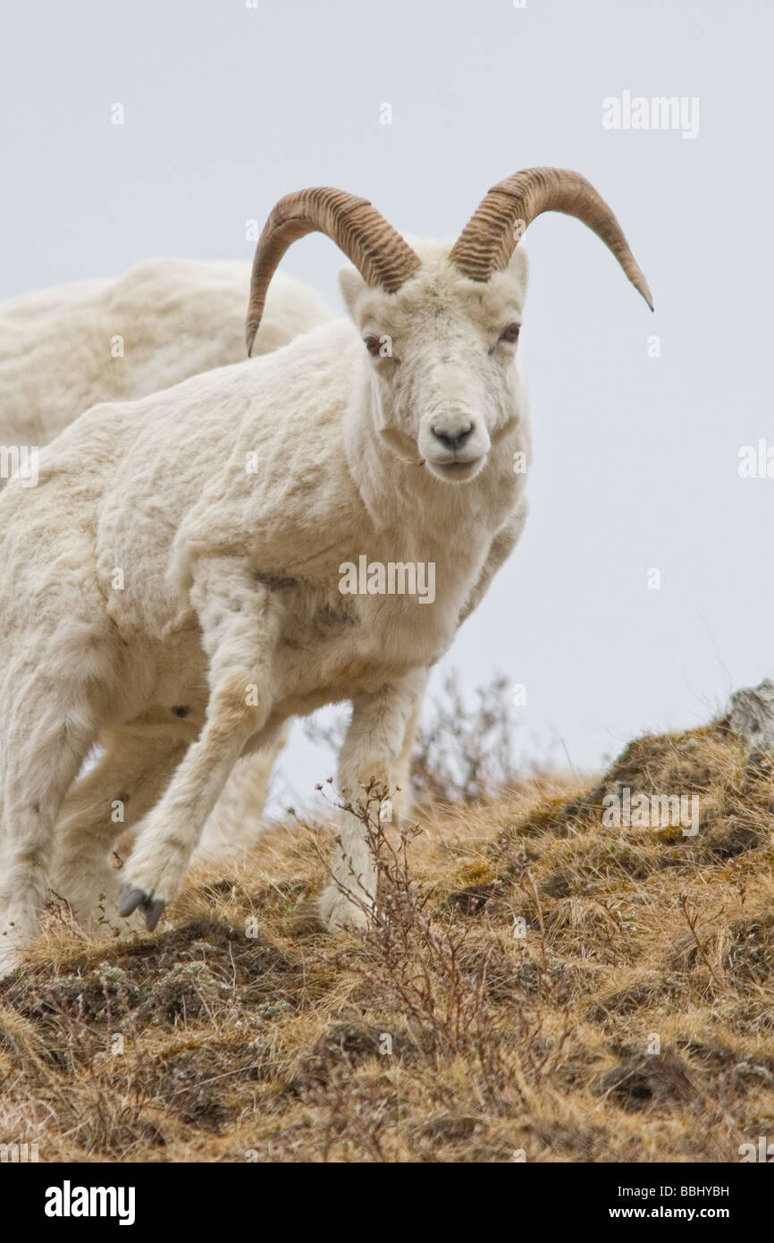 Dall Sheep grazing in Denali National Park Alaska Stock Photo - Alamy