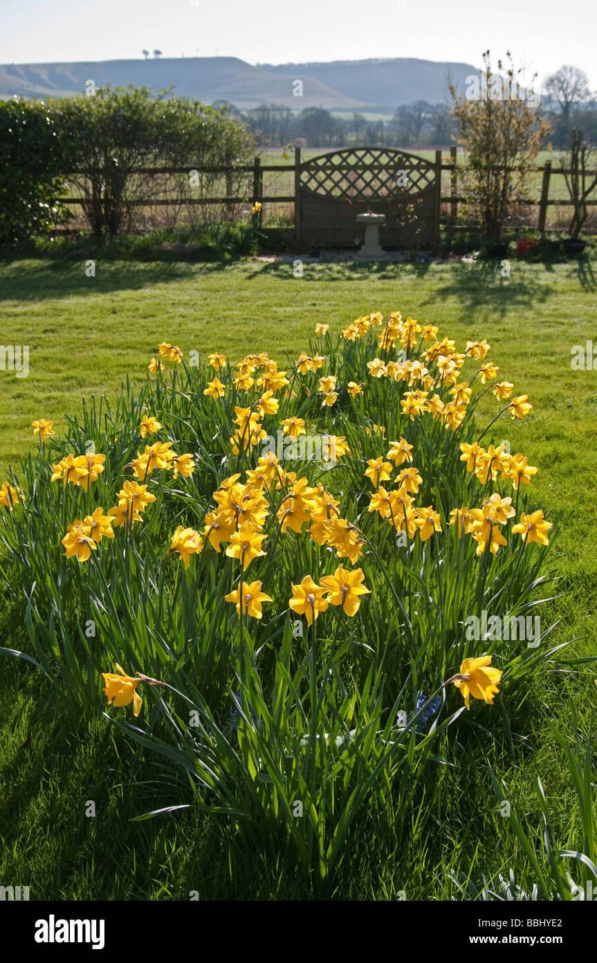 Spring flowers daffodils naturalized in lawn flowering in March in a ...
