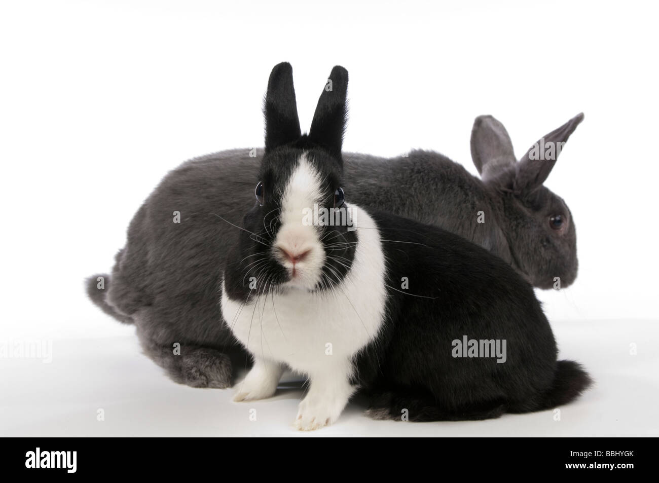 Two rabbits on white Stock Photo - Alamy