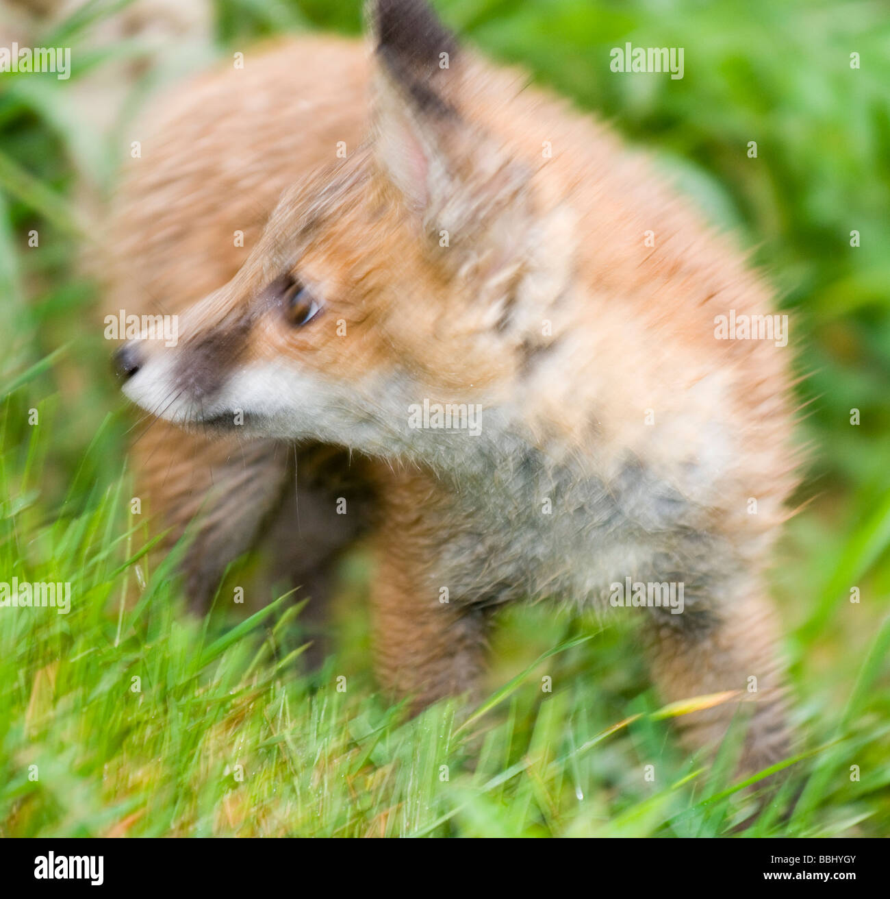 Red fox cub vulpes vulpes Stock Photo - Alamy