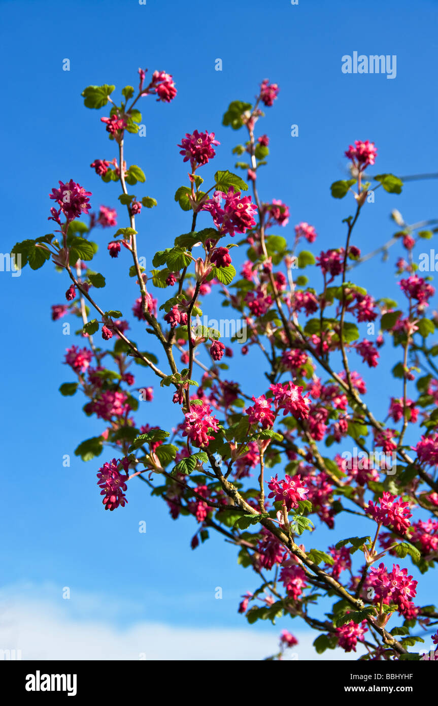 Pulborough scarlet hi-res stock photography and images - Alamy
