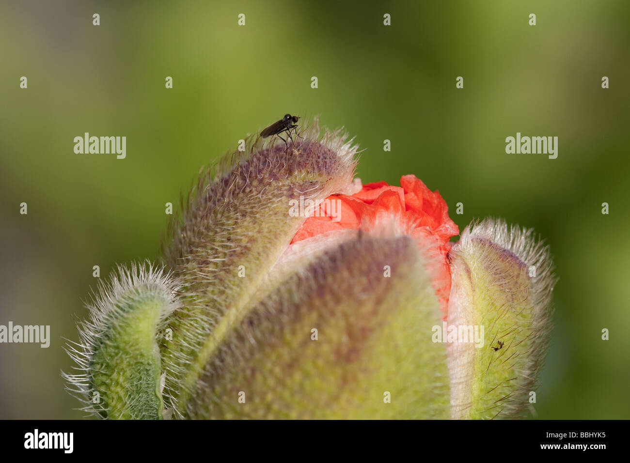 Rough and hairy stem hi-res stock photography and images - Alamy