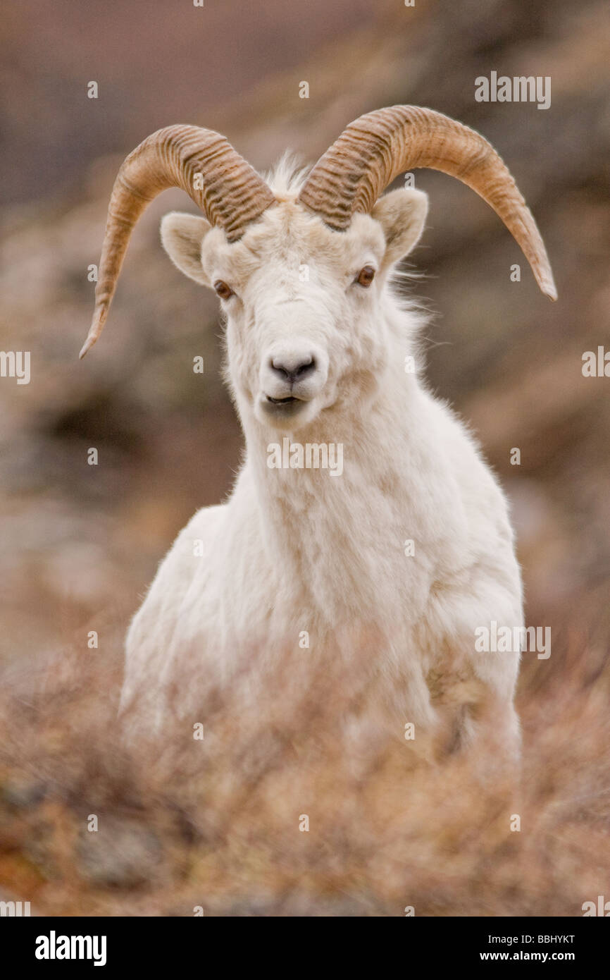 Alaska dall sheep hi-res stock photography and images - Alamy