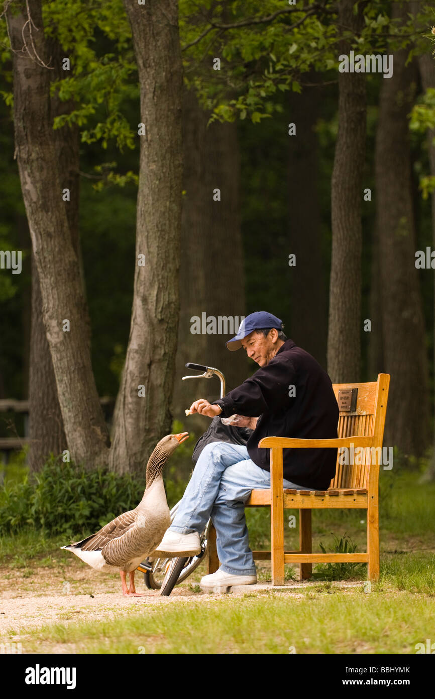 Old Man Feeding Duck in a Park Stock Photo - Alamy