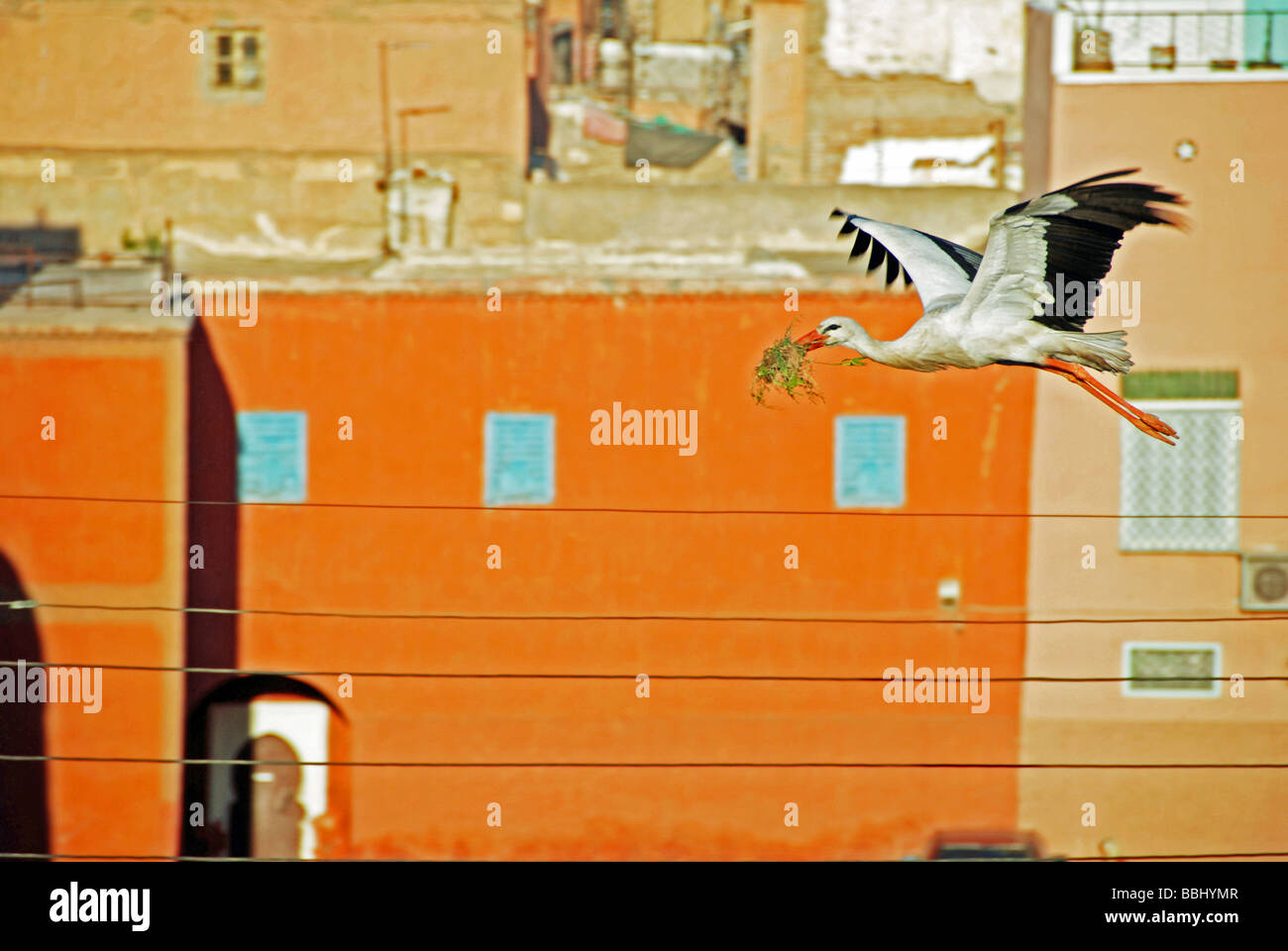 Stork in full flight, El Badi Palace, Marrakesh, Morocco Stock Photo ...