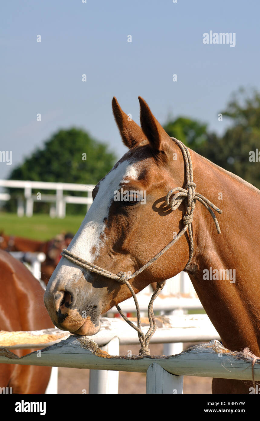 Polo pony ponies horses hi-res stock photography and images - Alamy