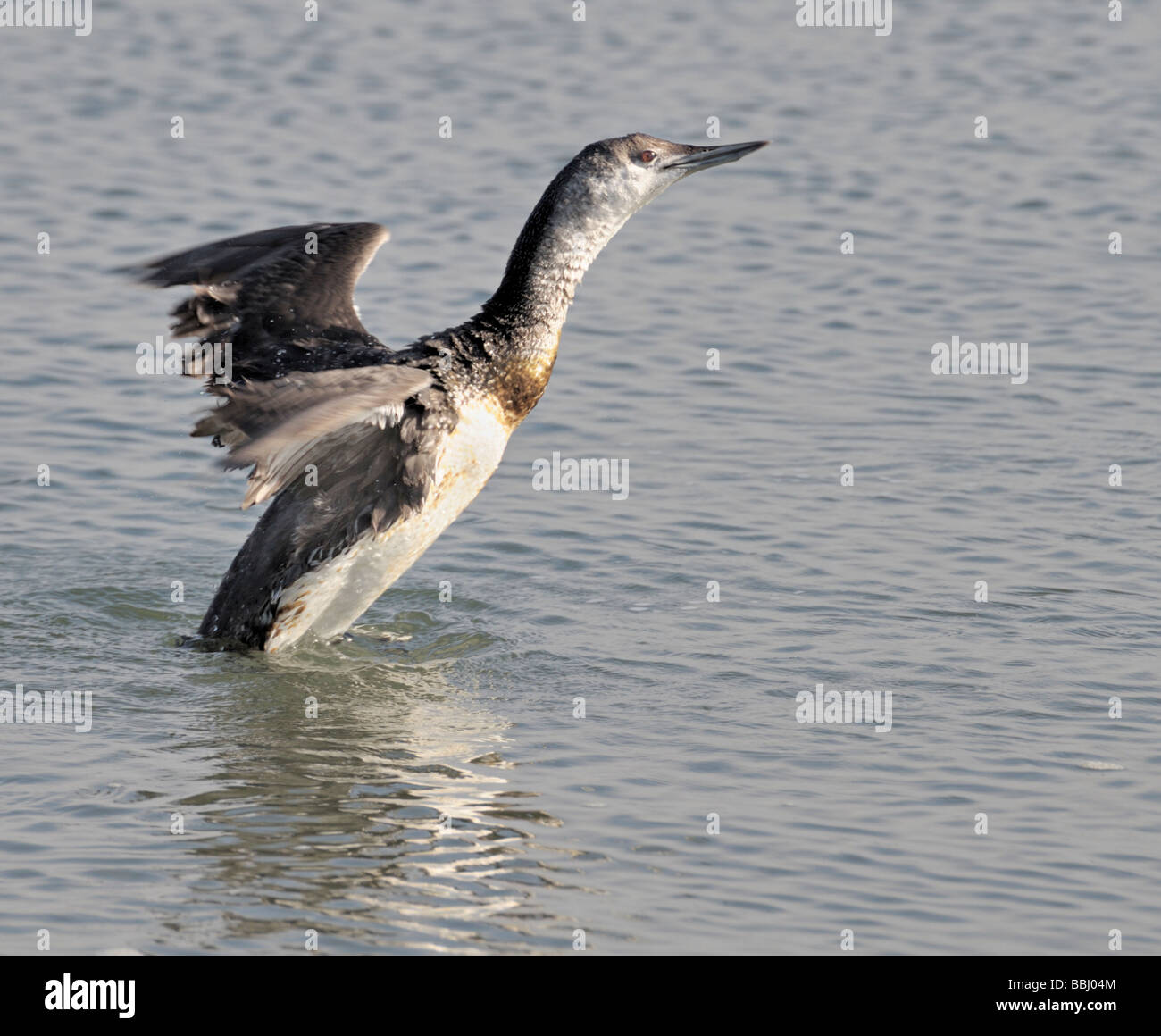The common Loon (Gavia Imme) seen here on the water Stock Photo - Alamy