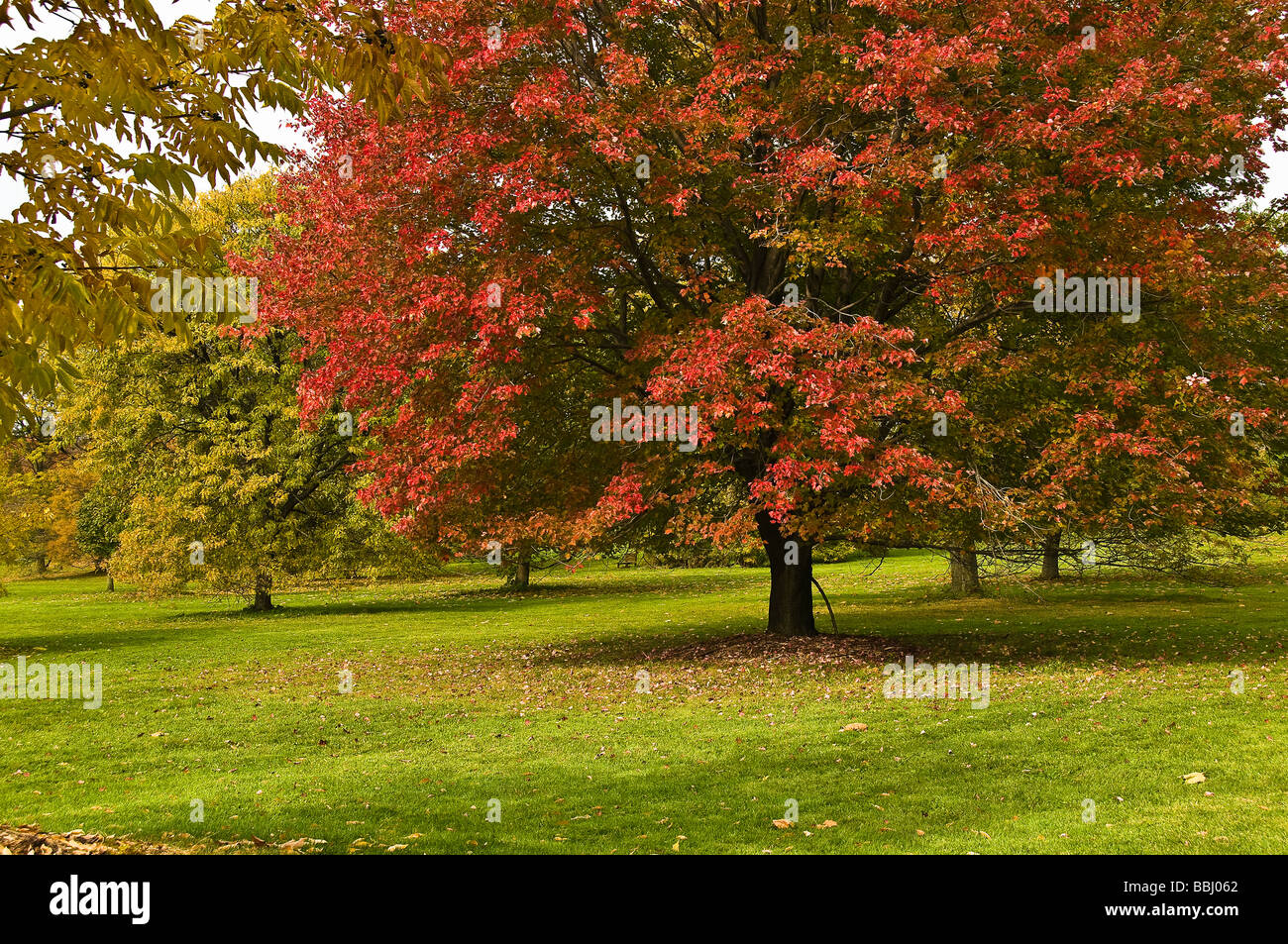 Maple Tree with red leaves Royal Botanical Gardens Hamilton Canada ...
