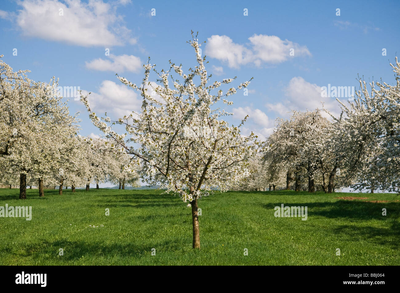 Cherry trees with spring blossoms Franconia Bavaria Germany Stock Photo ...