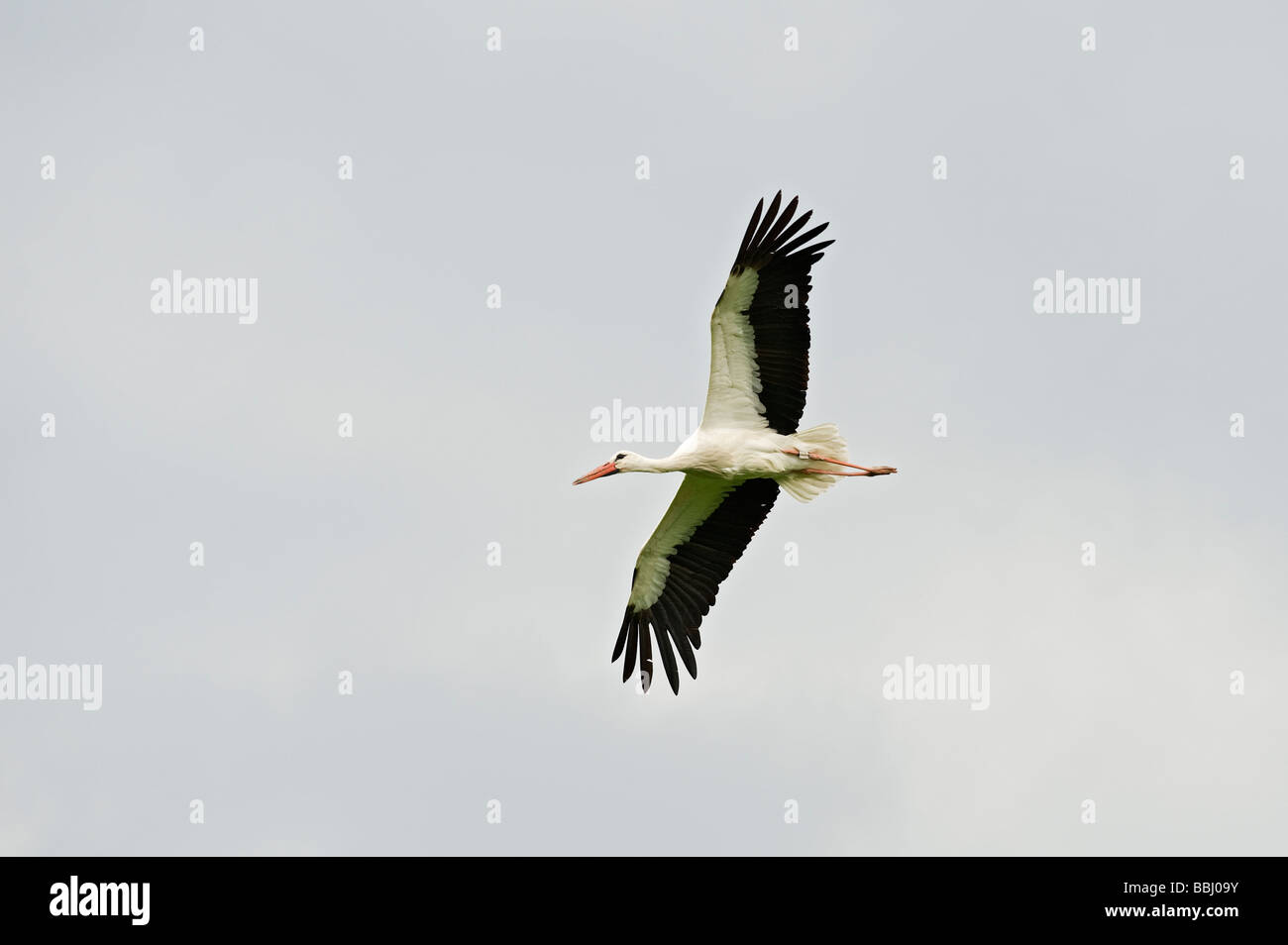 Artificial stork nest hi-res stock photography and images - Alamy