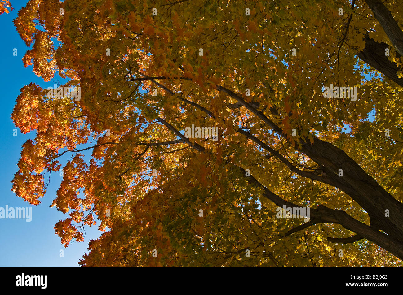 Oakville ontario tree hi-res stock photography and images - Alamy