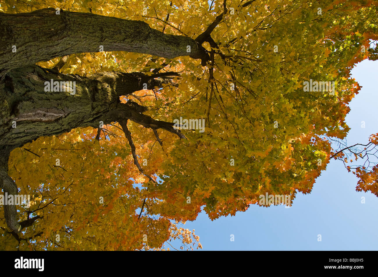 Maple tree with fall colour in Oakville Ontario Canada Stock Photo - Alamy