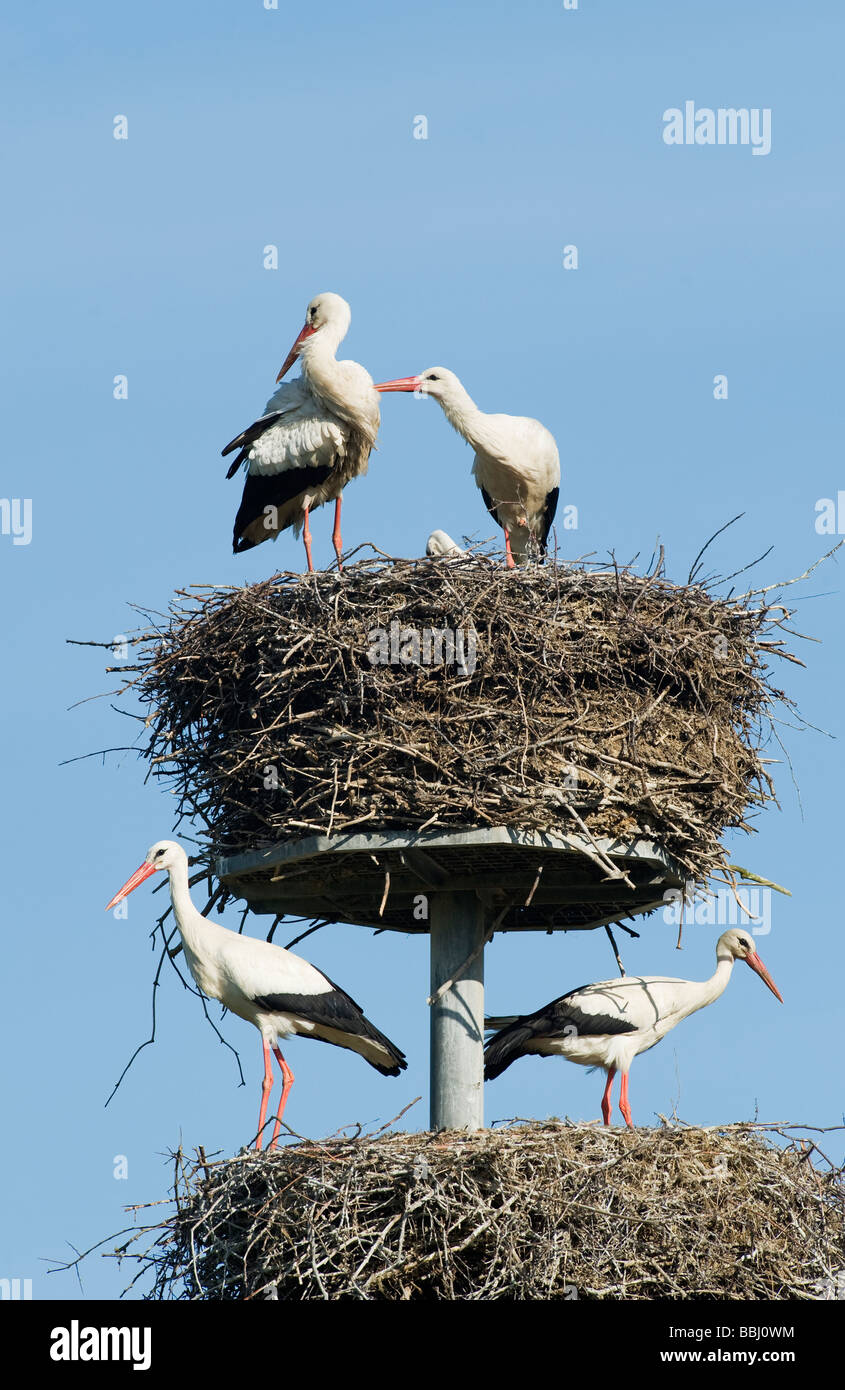 White stork netherlands hi-res stock photography and images - Alamy