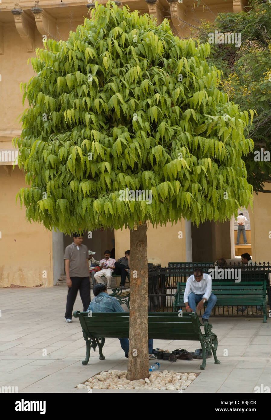 benches placed under the shade of a tree . inside the grounds of amber ...