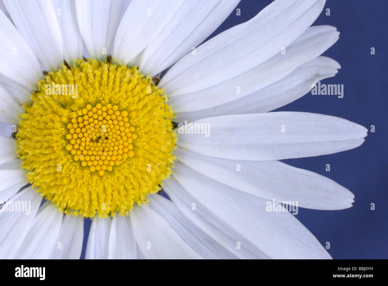 Big daisies daisy hi-res stock photography and images - Alamy