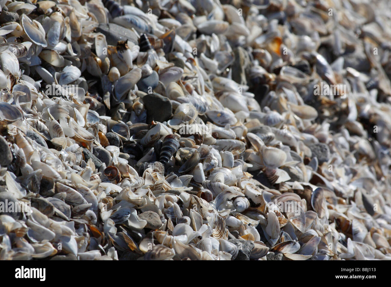Shells hi res hi-res stock photography and images - Alamy